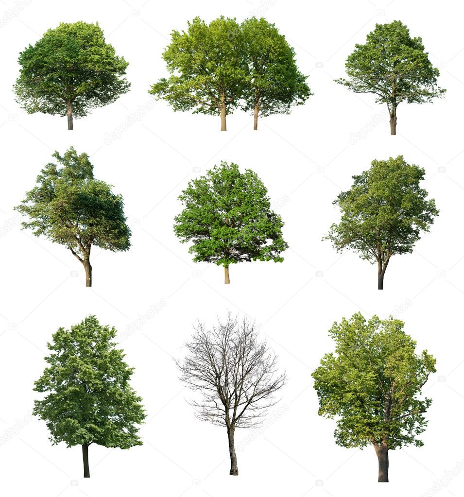 Trees isolated on white — Stock Photo © photkas #22745121
