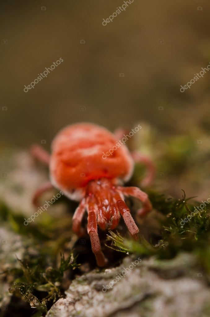 Red tick Stock Photo by ©skyfotostock1 12229403