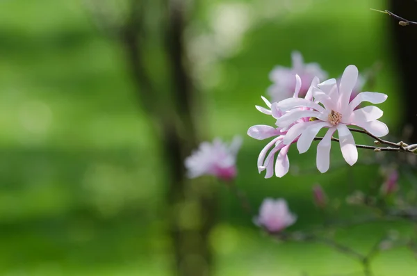 Pink spring flowers - Stock Image - Everypixel