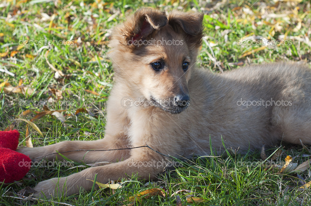 Basque Shepherd ** on Pinterest | Shepherd Dogs, Pastor and Puppys