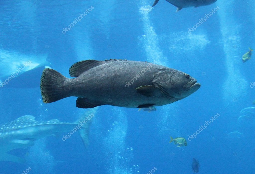 Fish profile Stock Photo by ©Torian 18086923
