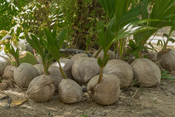 Coconut shoot — Stock Photo © koratmember #4118206
