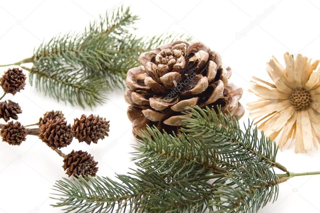 Fir branch and pine plug Stock Photo by ©mayeruwe 12872232