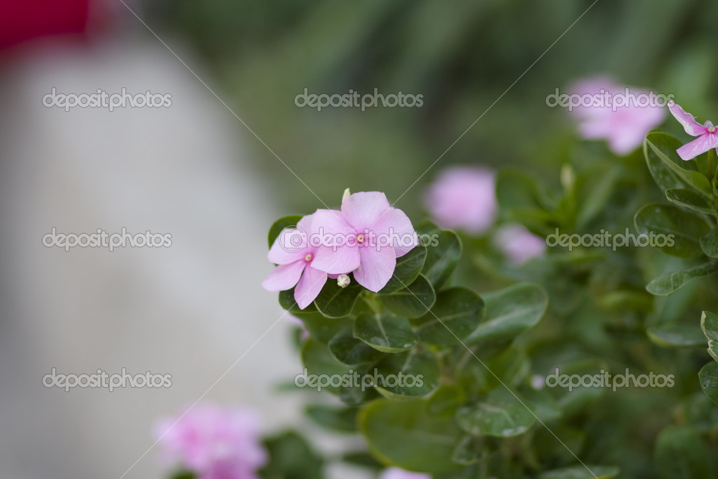Little bush roses Stock Photo by ©mayeruwe 32469399