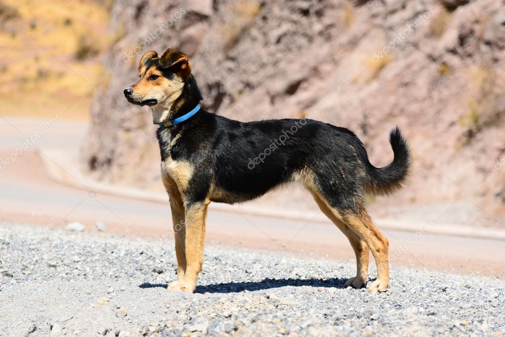 Peruvian shepherd dog — Stock Photo © lermannika #15344975