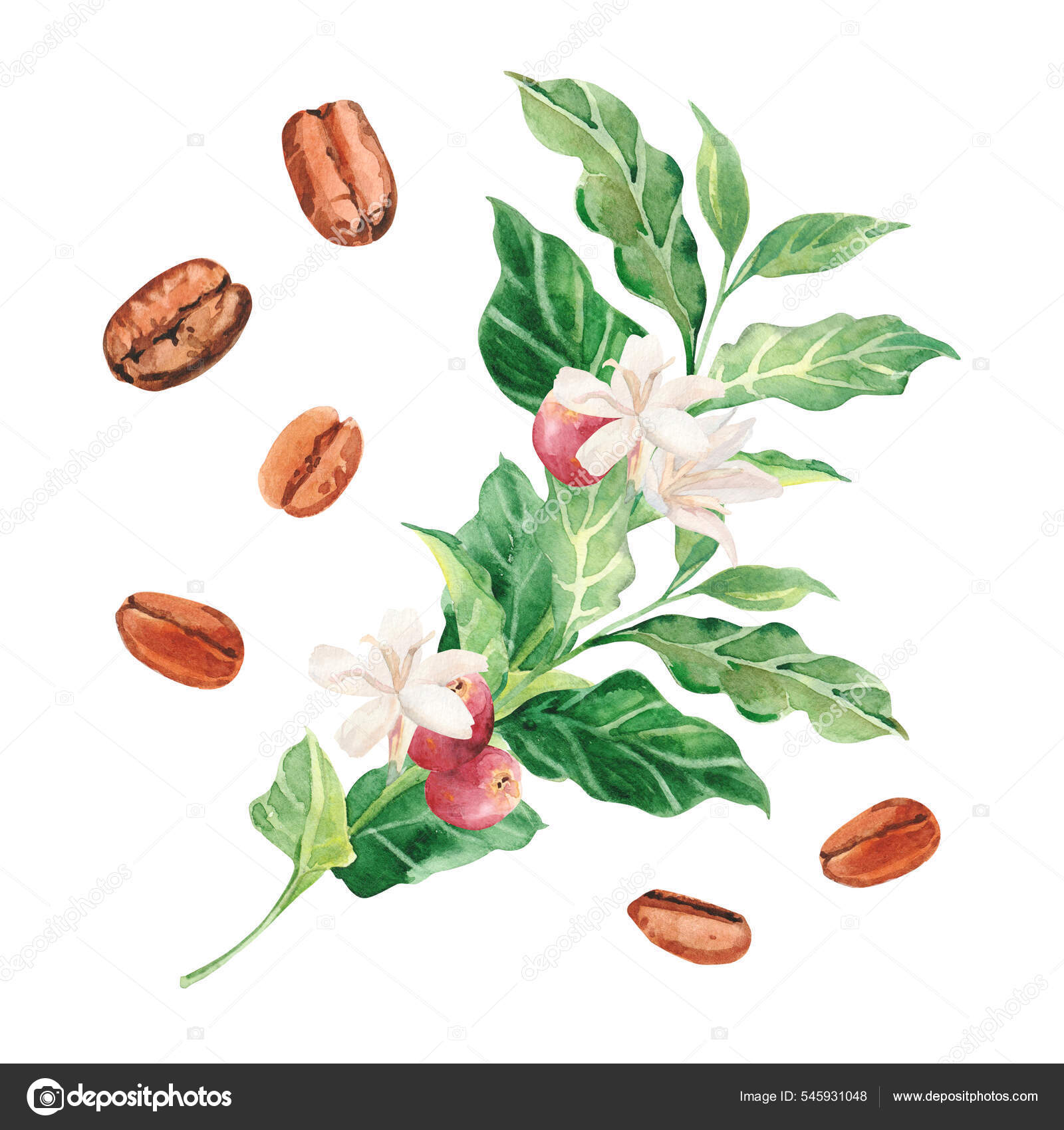 Coffee Bean Plant Flower