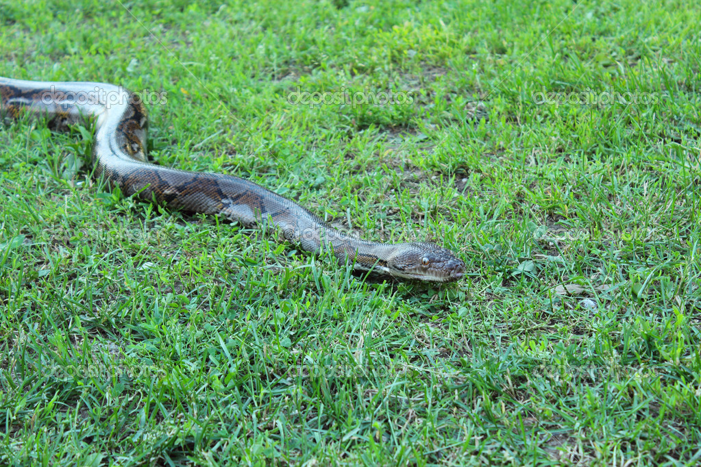 Snake, boa constrictor crawling on grass — Stock Photo © igor1012 #26723333