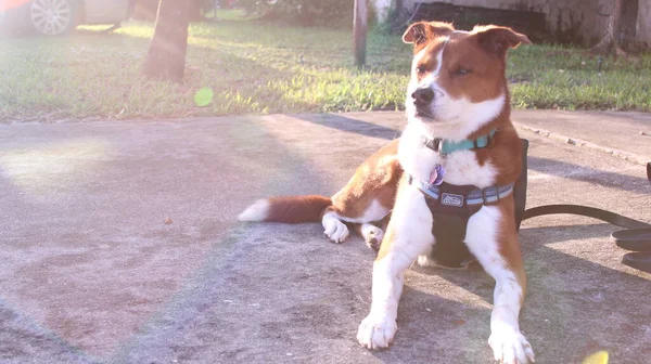 Akin gump Stock Photos, Royalty Free Akin gump Images | Depositphotos