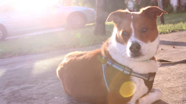 Tali lennox Stock Photos, Royalty Free Tali lennox Images | Depositphotos