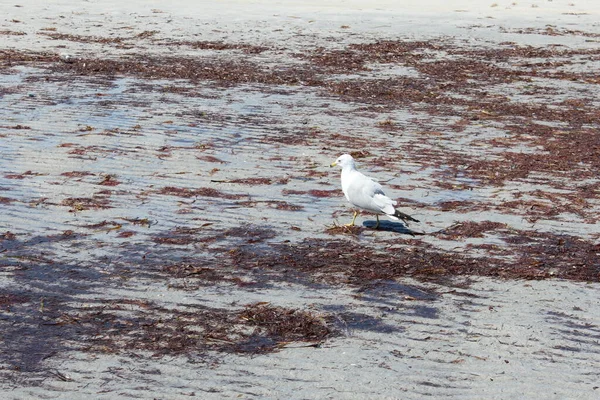 Seagull poop Stock Photos, Royalty Free Seagull poop Images | Depositphotos