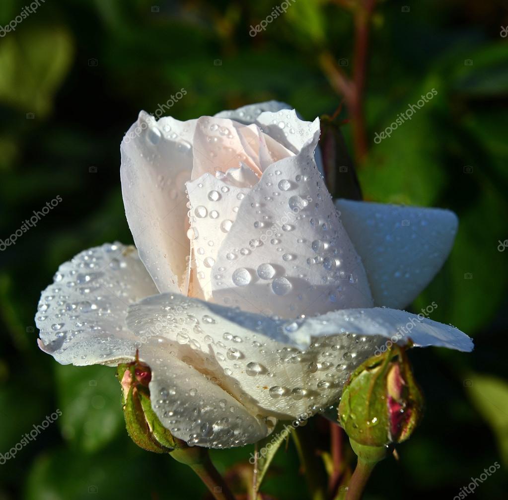 White Rose With Water Drops Wallpaper