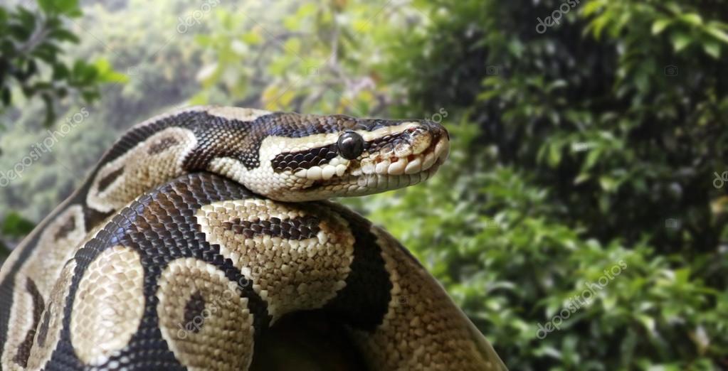Close-up view of a royal python — Stock Photo © hdamke #40665045