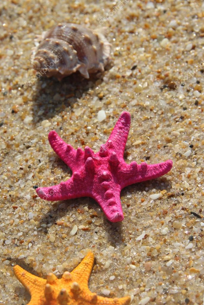 Pink Starfish