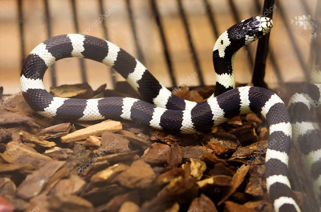 California King Snake (negro blanco). Esta es una serpiente no venenosa ...