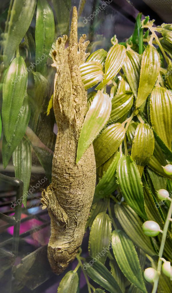 New Caledonian Giant Gecko. Es el geco más grande del mundo. Longitud ...