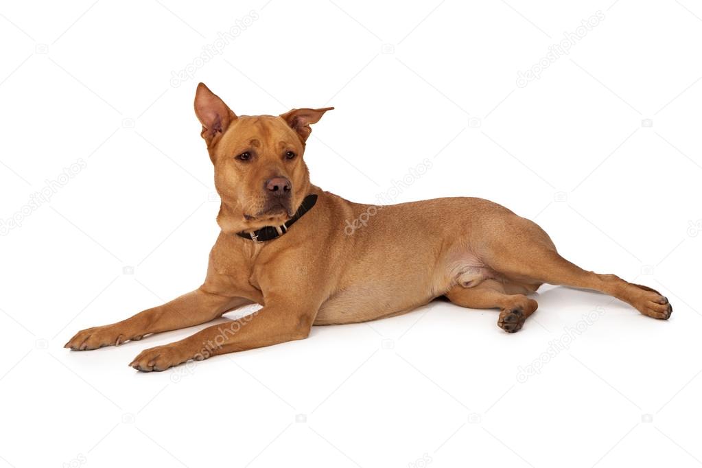 Puedes Registrar Perros De Raza Mixta