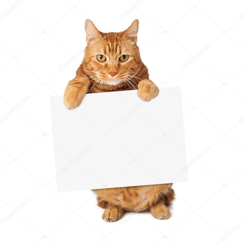 Tabby Cat Holding Blank Sign Stock Photo by ©adogslifephoto 39965831