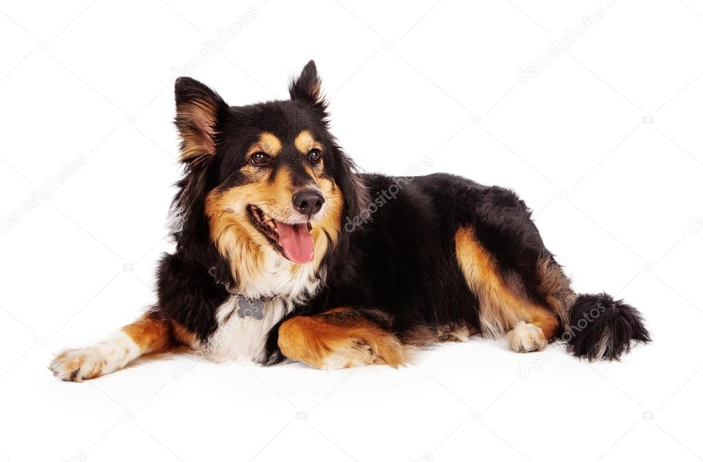 Australian Shepherd Sheltie Mix