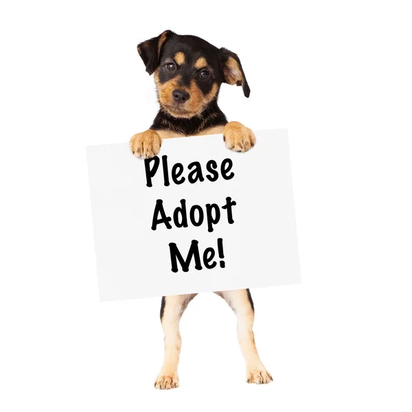 Papillon Dog Holding Adopt Me Sign — Stock Photo © adogslifephoto #45187945