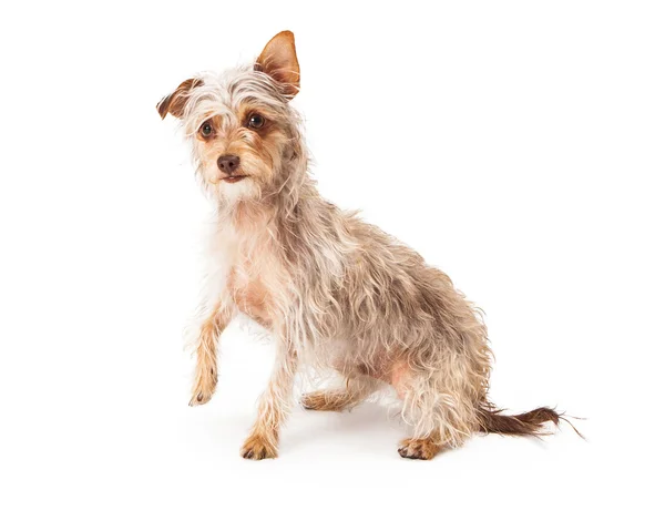 Miniature Terrier Mix