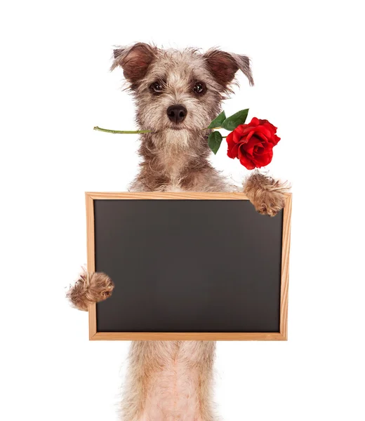 Merci chien images libres de droit, photos de Merci chien | Depositphotos