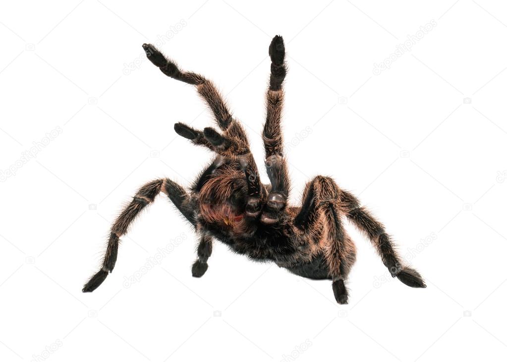 Angry Tarantula Spider Stock Photo by ©adogslifephoto 49032529