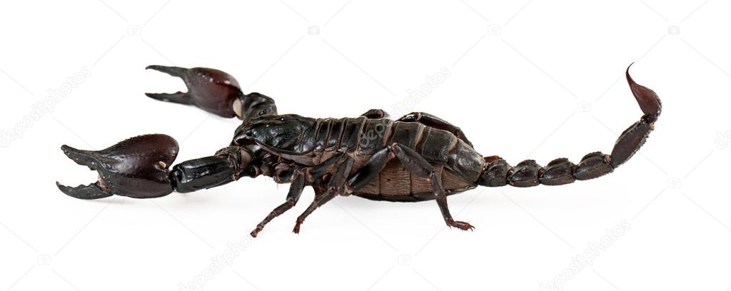 Scorpion on white Stock Photos, Royalty Free Scorpion on white Images ...