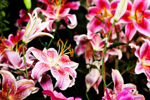 Cali lilies Stock Photos, Royalty Free Cali lilies Images | Depositphotos