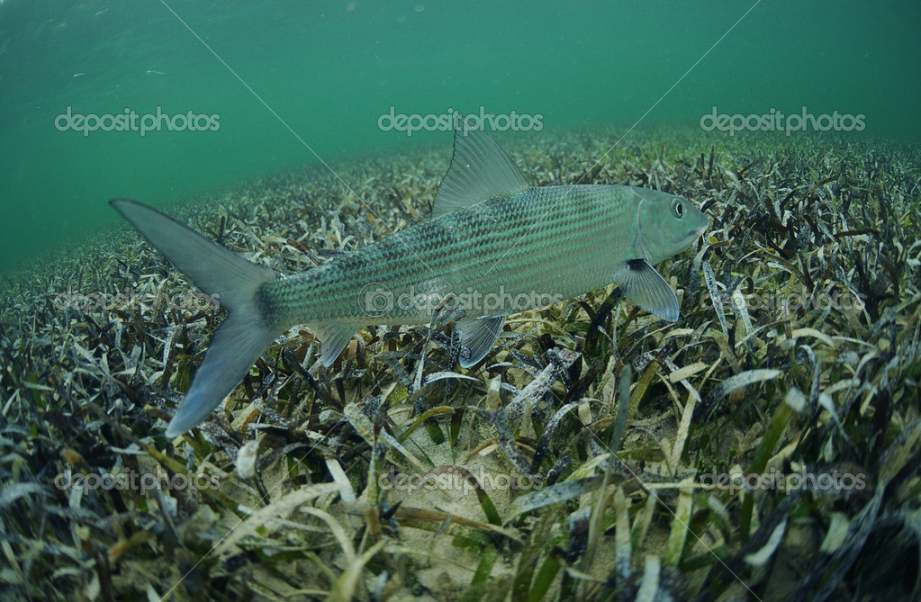 Bonefish Underwater