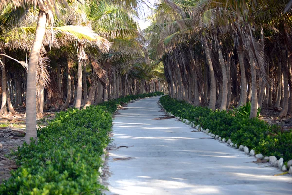 Royal palm bridge Stock Photos, Royalty Free Royal palm bridge Images ...