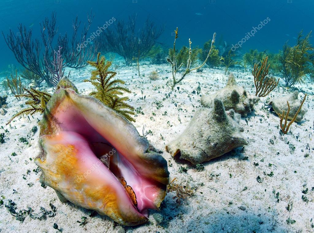 Conch shell in an underwater seascape Stock Photo by ©ftlaudgirl 27406385