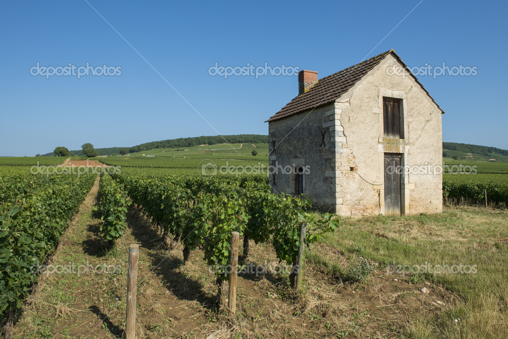 French Vineyard House