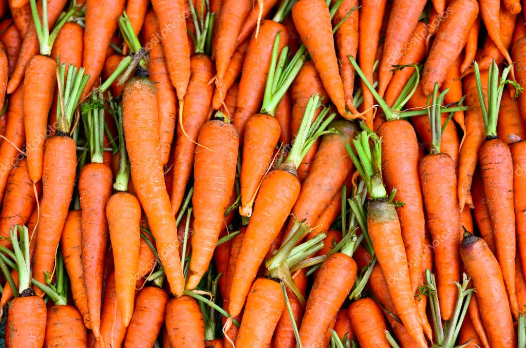 Fresh Carrots — Stock Photo © surangastock #33023855
