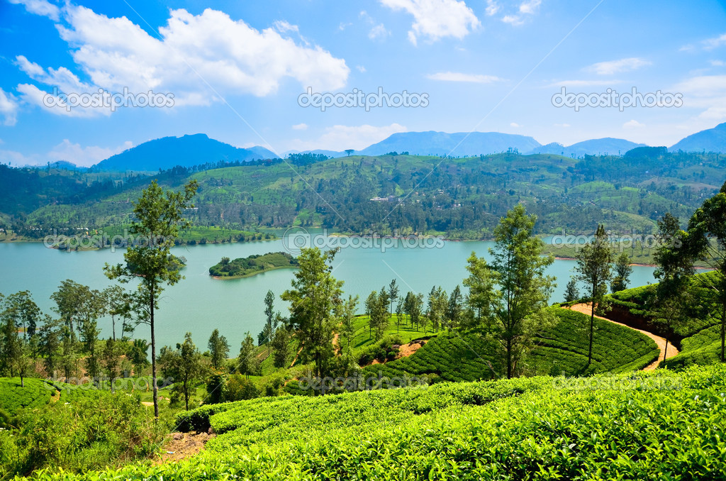 Beautiful tea plantation — Stock Photo © surangastock #33023937