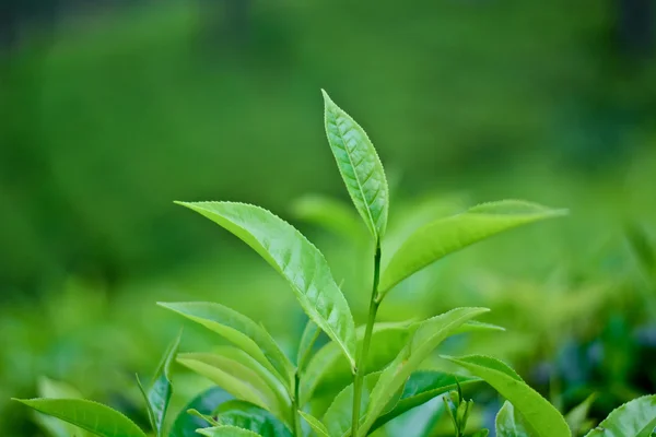 Tea leaves Stock Photos, Royalty Free Tea leaves Images | Depositphotos