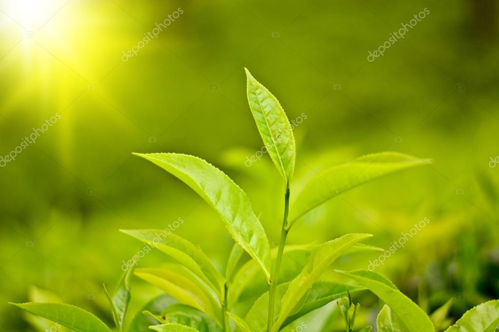 Tea Leaf Stock Photo by ©surangastock 35851573