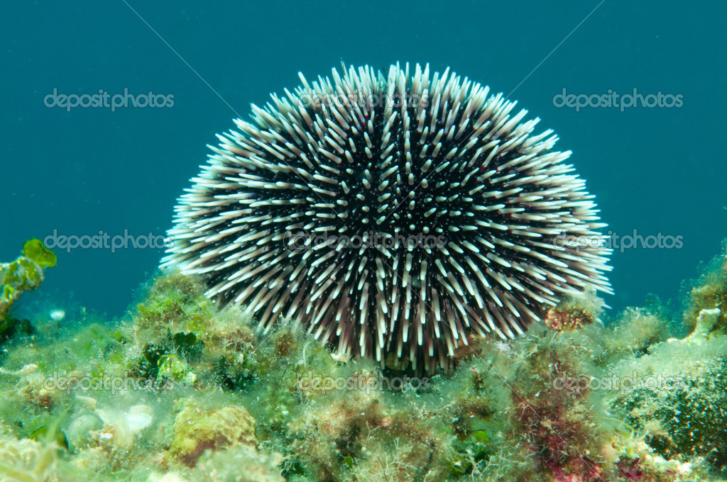 erizo de mar — Foto de stock © diverroy #31592951