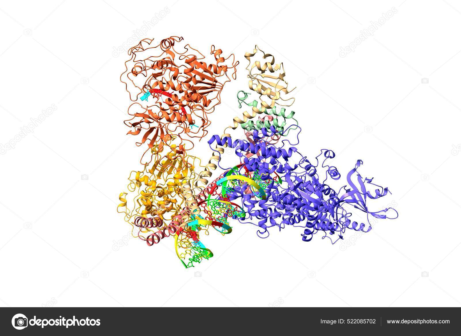 Structure Sars Cov Mini Replication Transcription Complex Cartoon Model ...