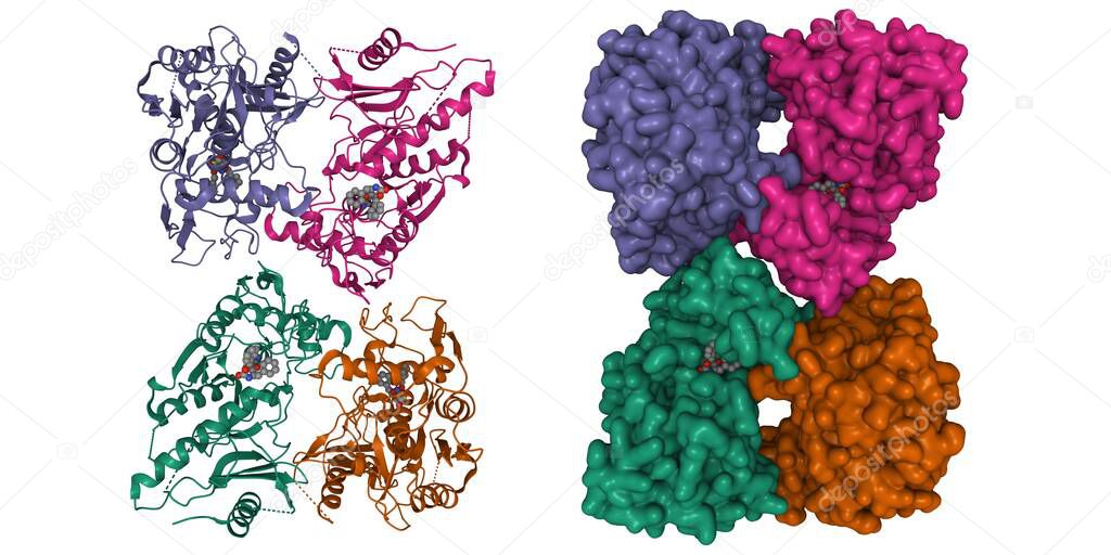 Estructura del tetramer pirogénico estreptocócico de la exotoxina B ...