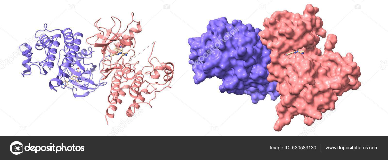Estructura Cristalina Raf Raf Dímero Proteína Cinasa Activada Por ...
