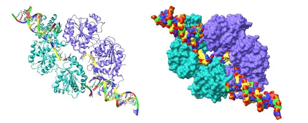 Structure Heterodimer Bound Dna Cartoon Gaussian Surface Models Entity ...