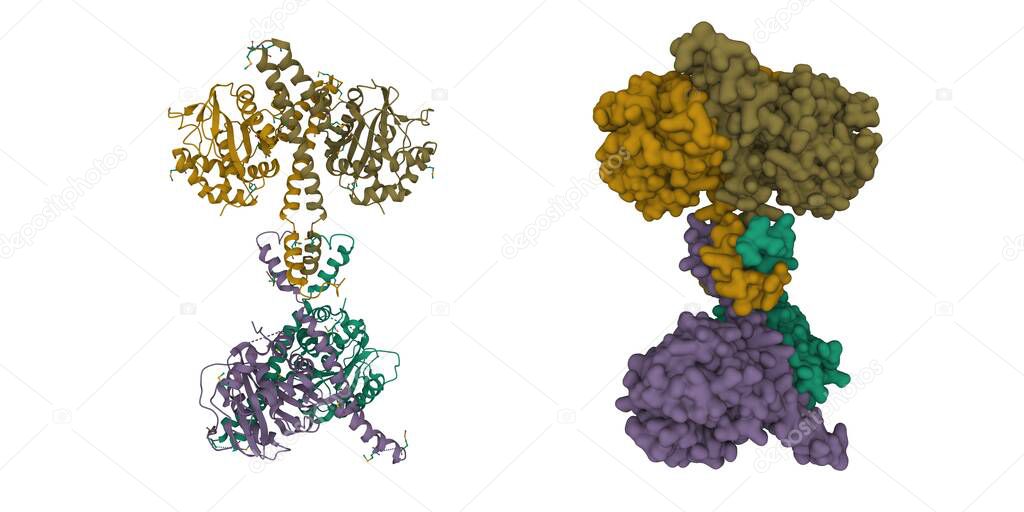Estructura de la ubiquitina carboxil-terminal hidrolasa isozima L5 ...