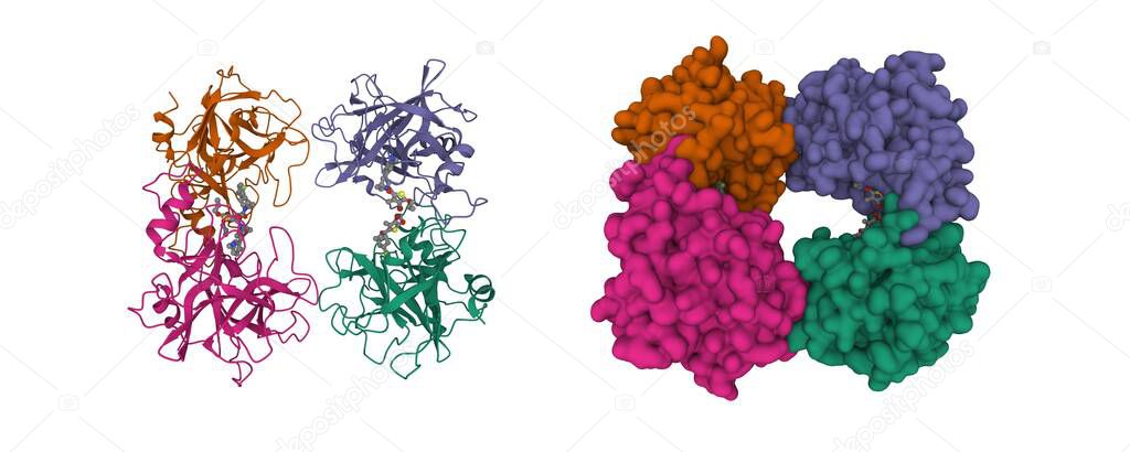 Estructura de la beta-triptasa humana compleja con un inhibidor ...