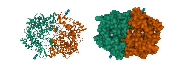 Structure Heterodimer Bound Dna Cartoon Gaussian Surface Models Entity ...