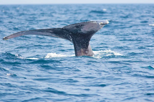 Blue whale tail Stock Photos, Royalty Free Blue whale tail Images ...