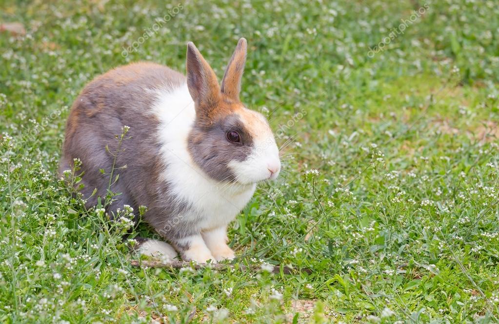 Dirty rabbit in garden — Stock Photo © lefpap #21984817