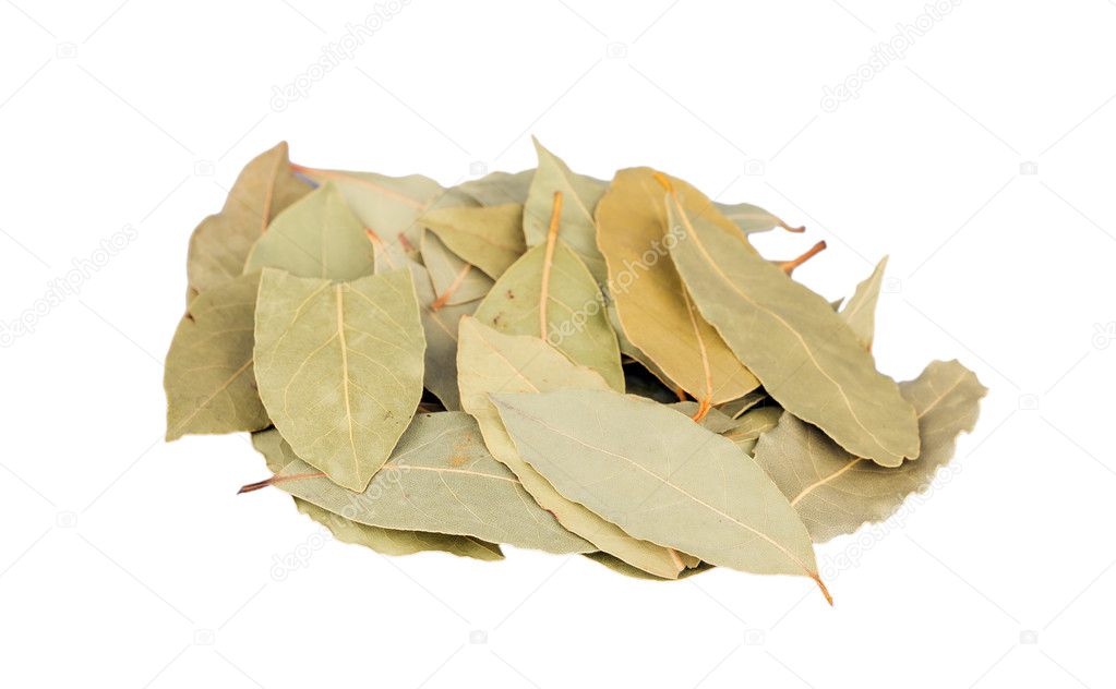 Hojas de laurel seco aisladas 2022