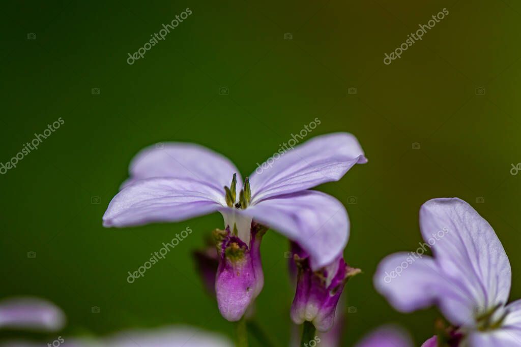 Lunaria annua flor que crece en las montañas, brote de cerca 2022