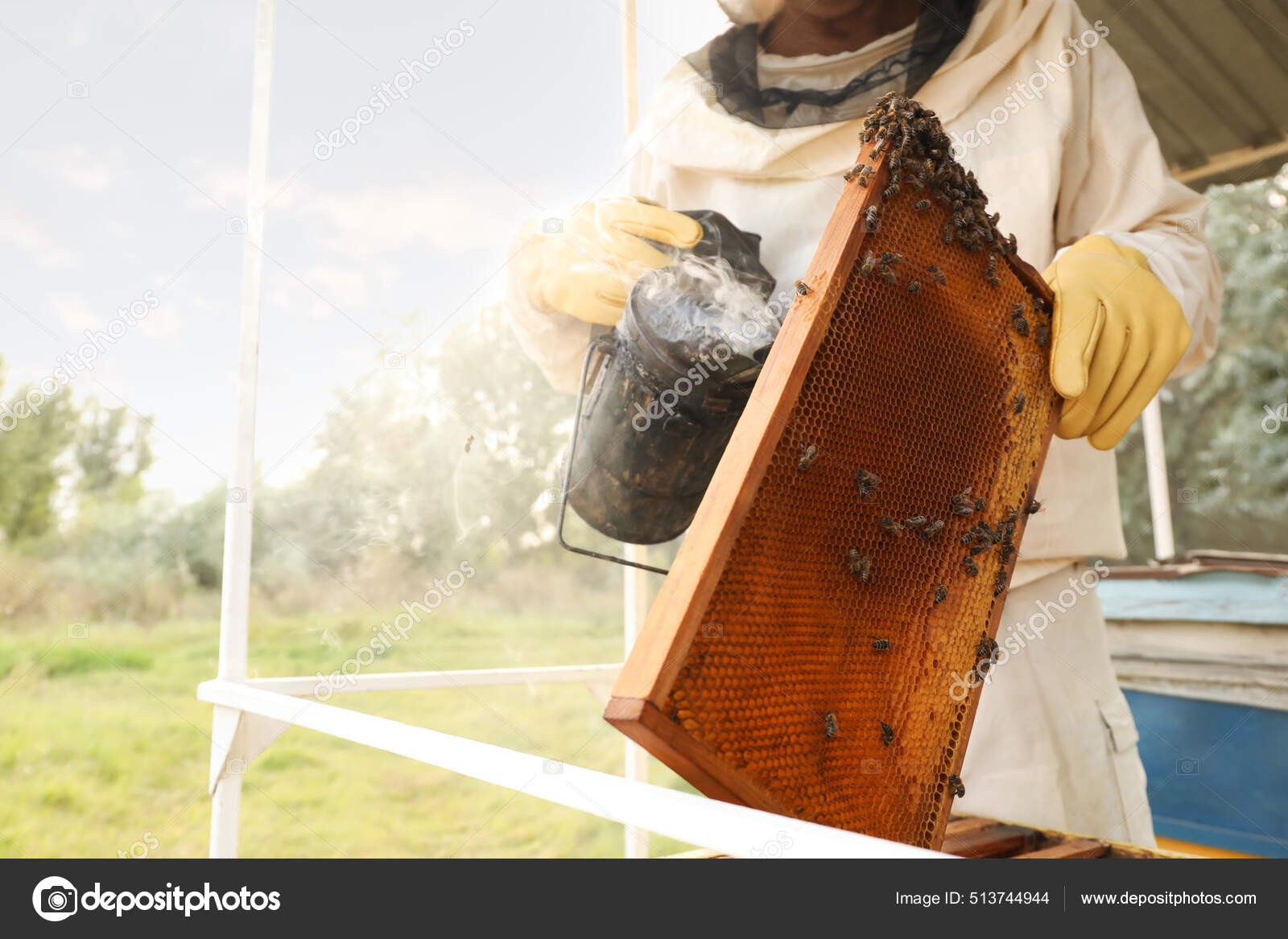 Beekeeper Calming Bees Honey Frame Smokepot Apiary Closeup — Stock ...