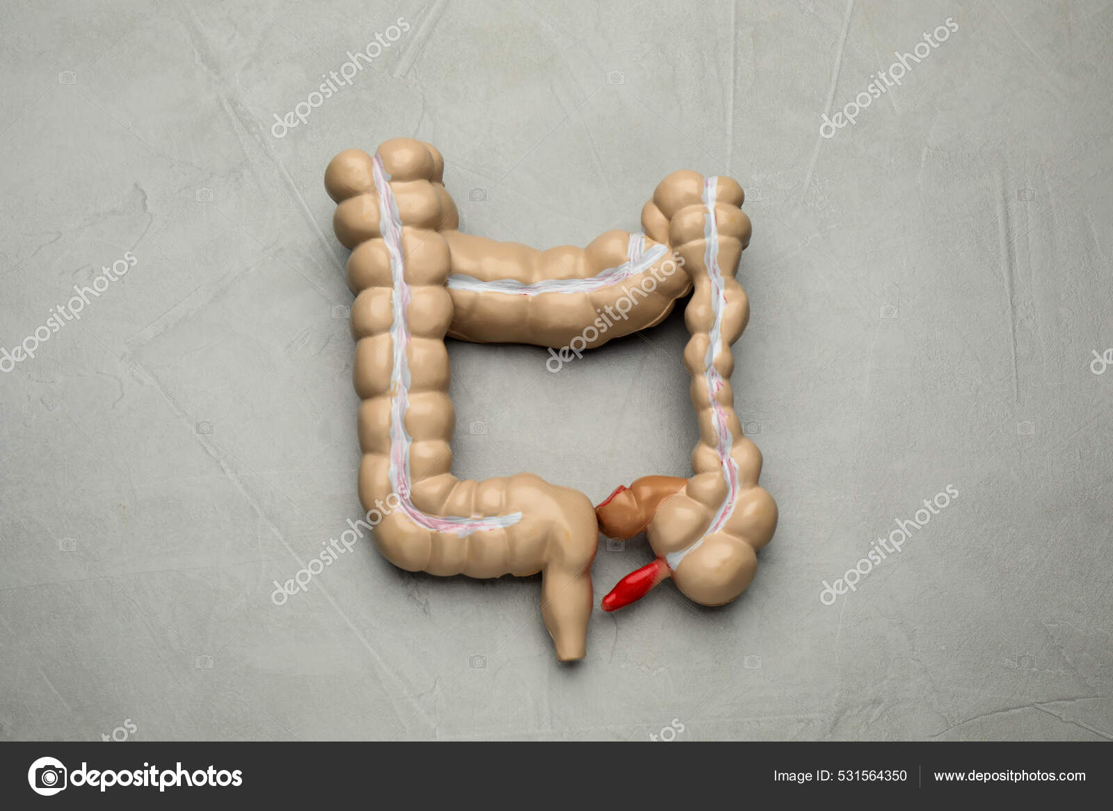 Modelo Anatómico Intestino Grueso Sobre Fondo Gris Claro Vista Superior ...